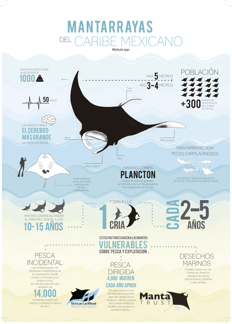 Las fascinantes mantarrayas gigantes - Hola Tulum