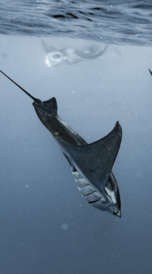 Las fascinantes mantarrayas gigantes - Hola Tulum