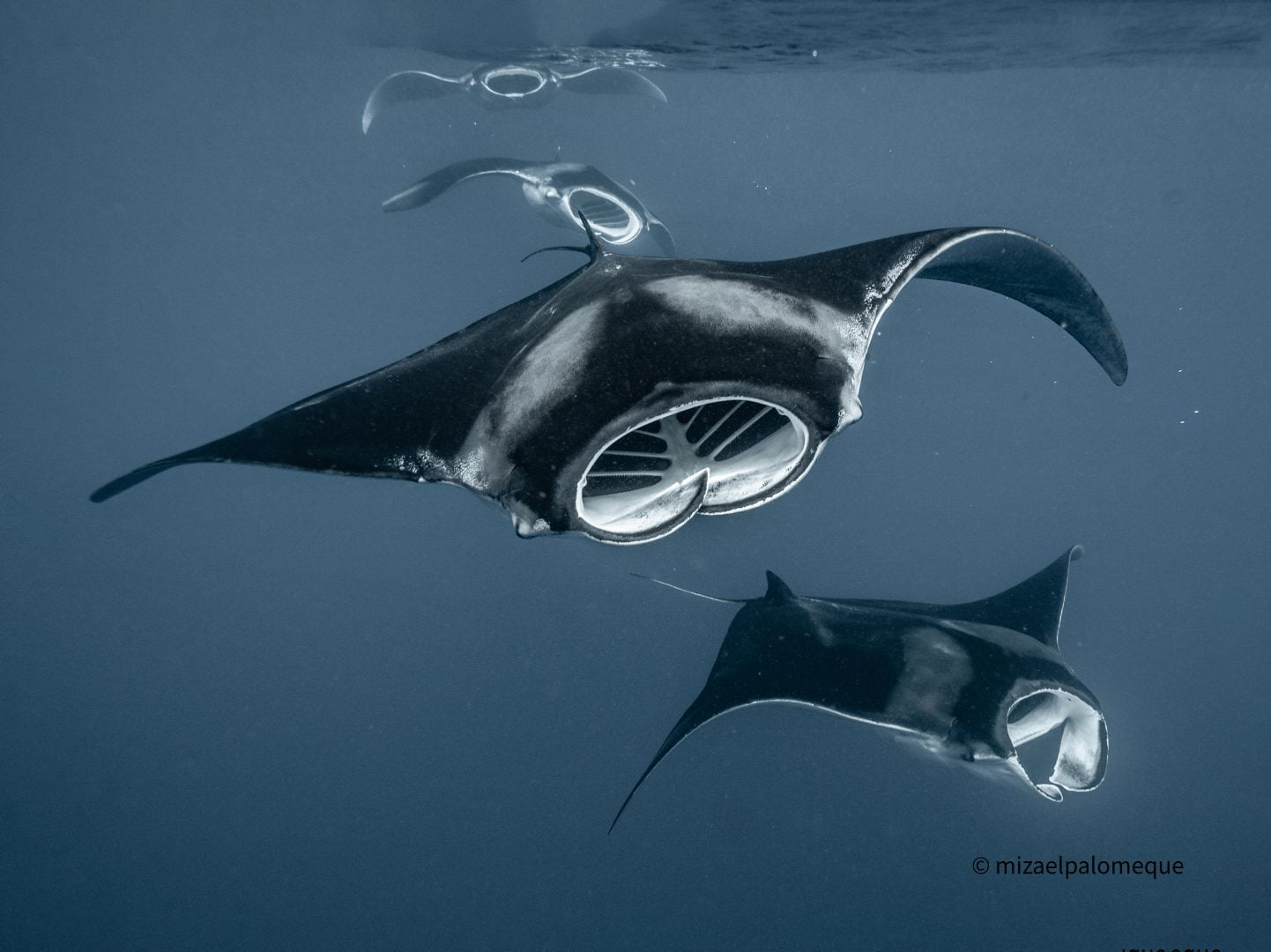 Las fascinantes mantarrayas gigantes - Hola Tulum