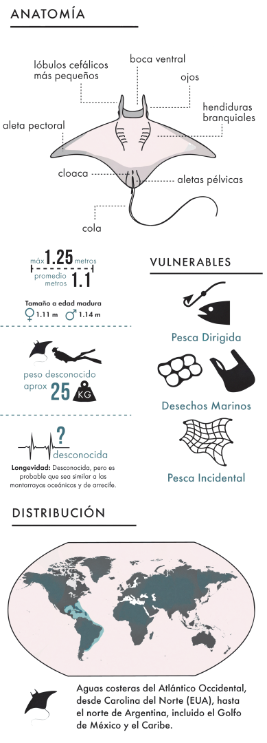 Las fascinantes mantarrayas gigantes - Hola Tulum