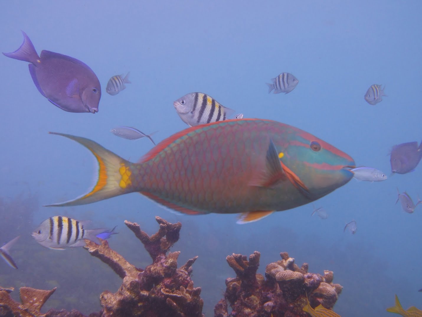 Pez Loro, aliados del arrecife - Hola Tulum