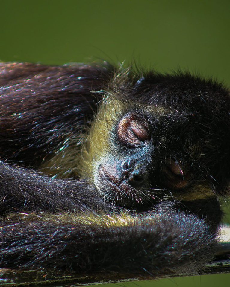 El mono araña - Hola Tulum