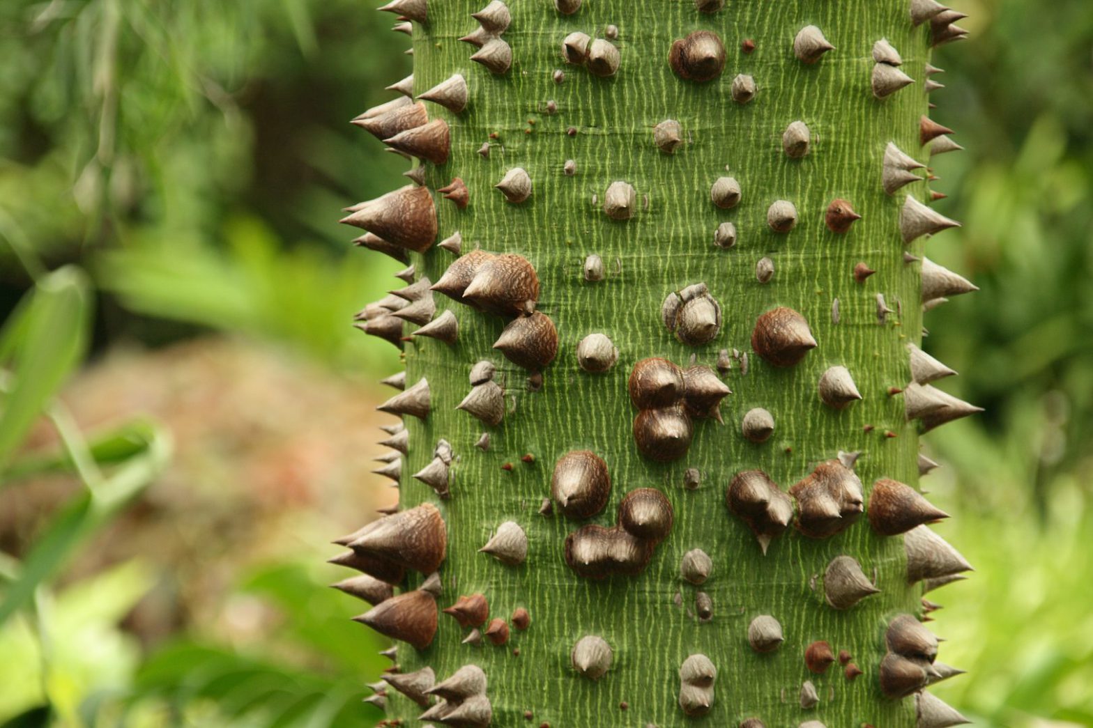 El árbol de Yaxché - Hola Tulum