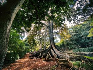 El árbol de Yaxché - Hola Tulum