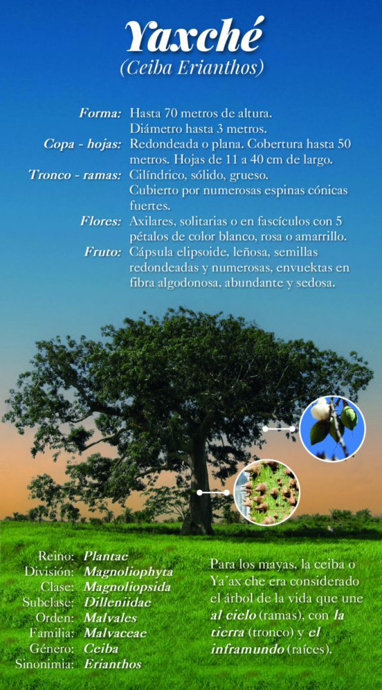 El árbol de Yaxché - Hola Tulum